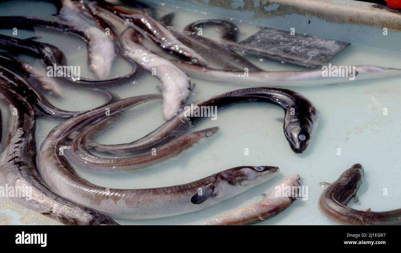 fresh fish at the market in water Stock Photo - Alamy