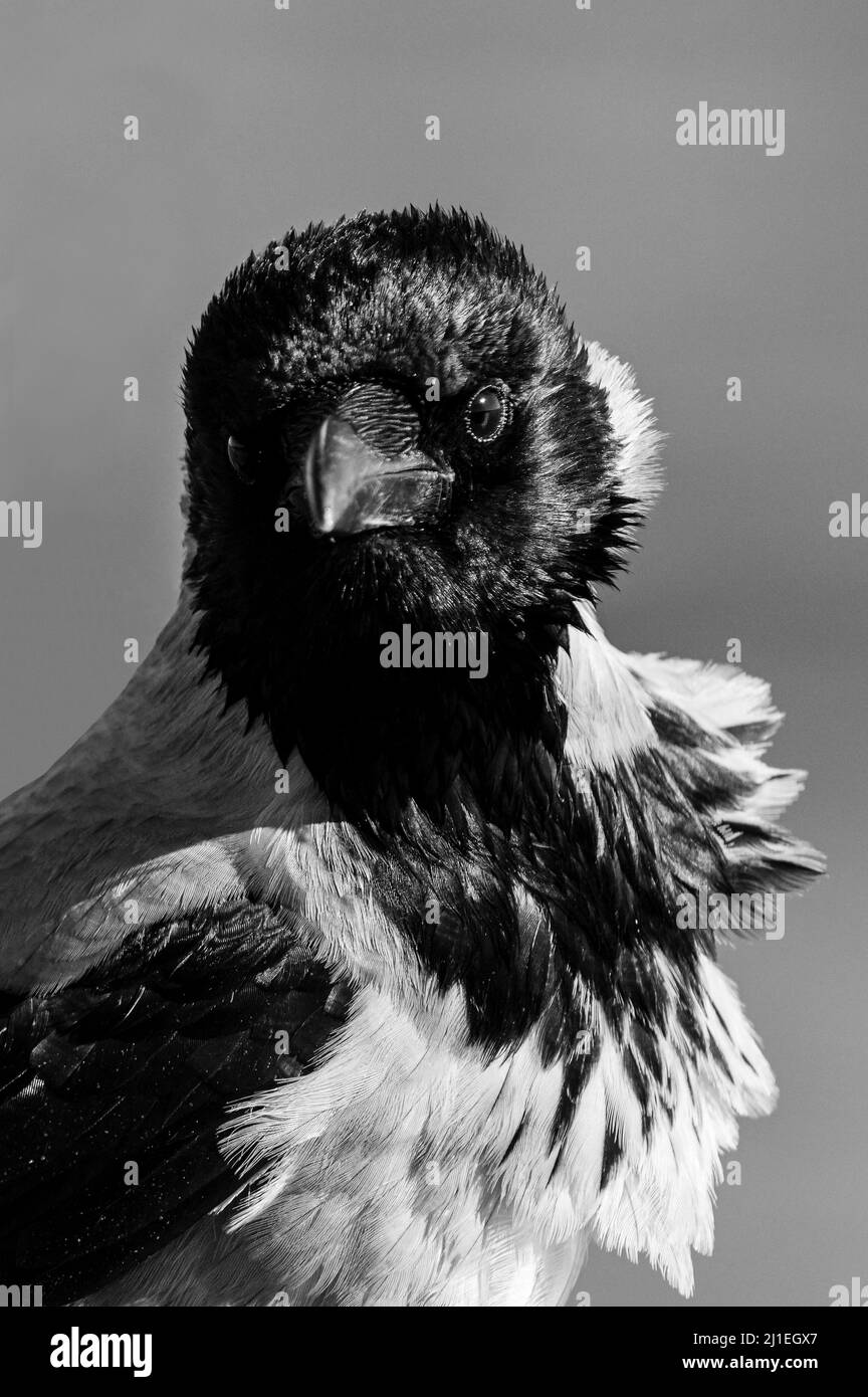 Hand drawn bird portraits hi-res stock photography and images - Alamy
