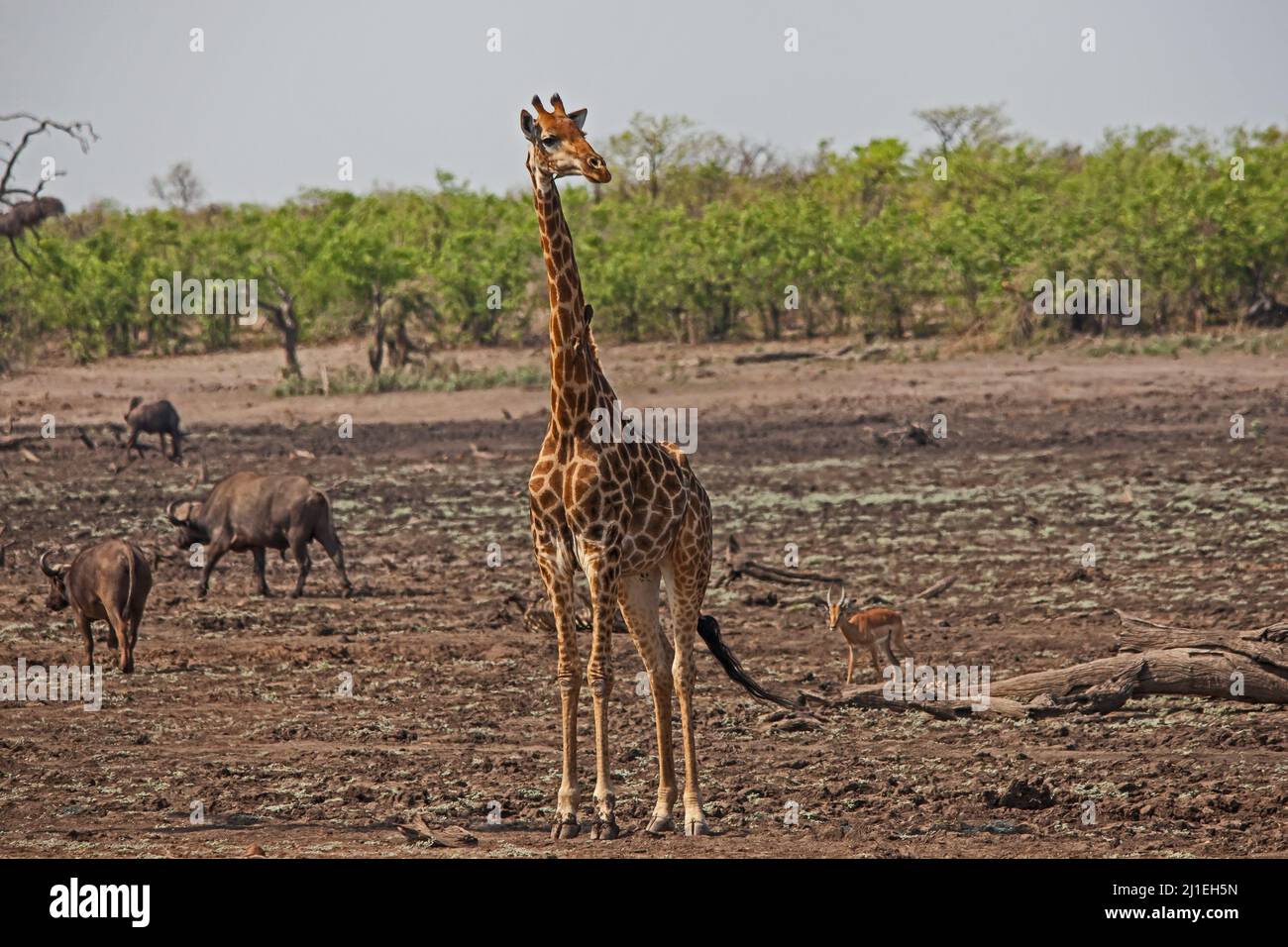 Giraffa cameliopardalis hi-res stock photography and images - Alamy