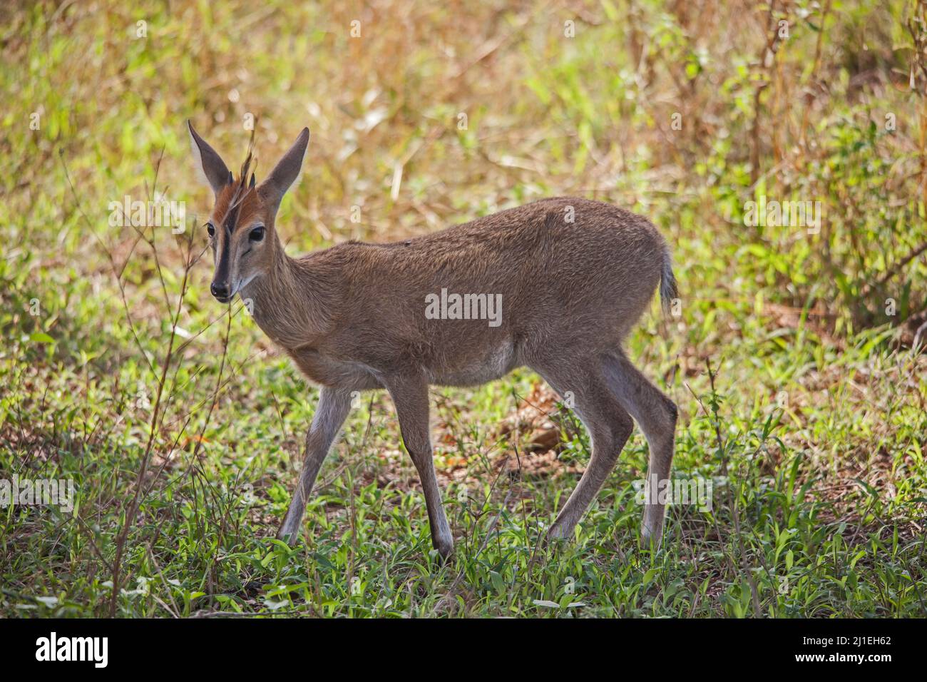 Common duiker kruger national park hi-res stock photography and images ...