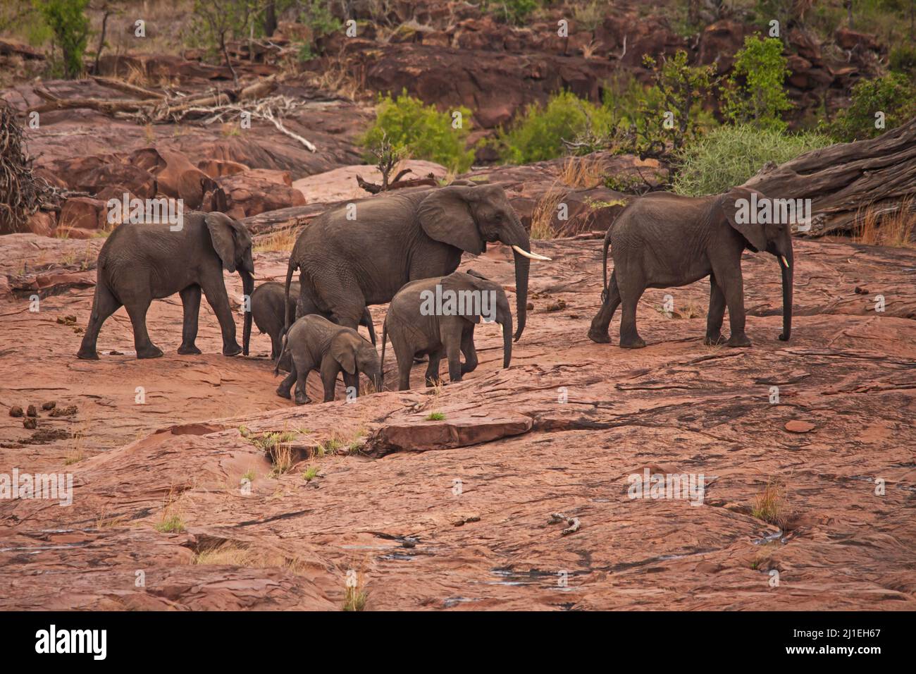 African elephant extinction hi-res stock photography and images - Alamy