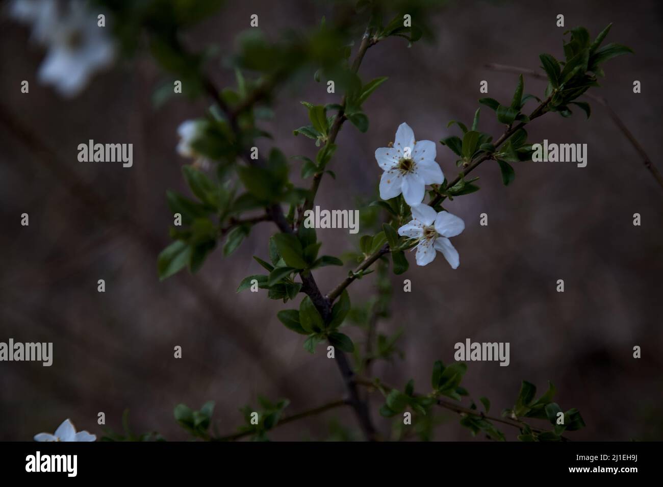 Plum tree blossoms on a branch at dusk seen up close Stock Photo - Alamy