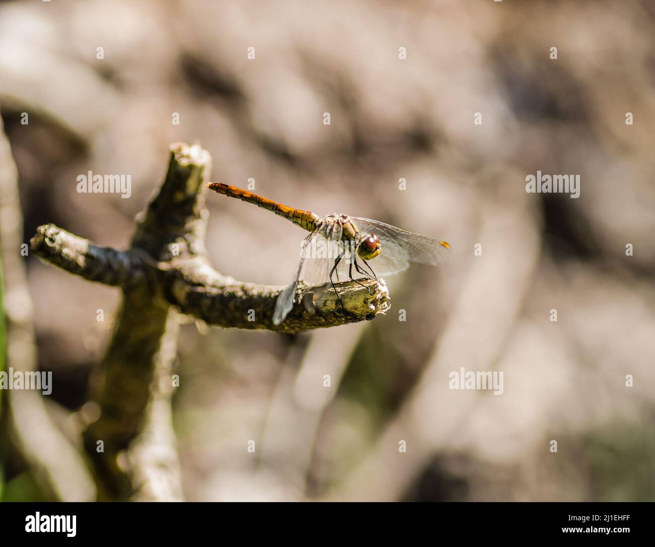 Dragonfly clinging to a branch. Dragonfly in their natural environment ...