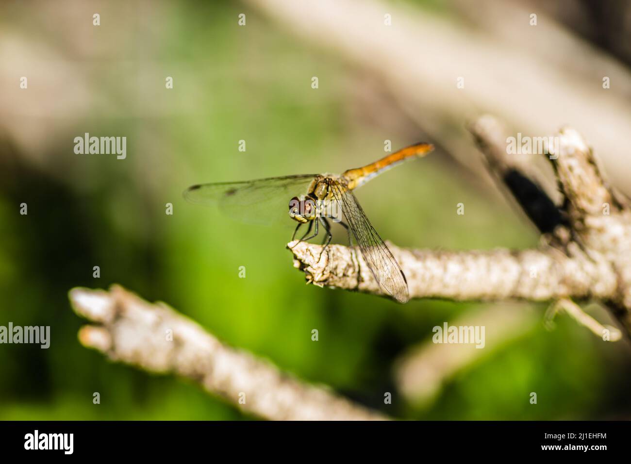 Dragonfly extreme closeup hi-res stock photography and images - Alamy