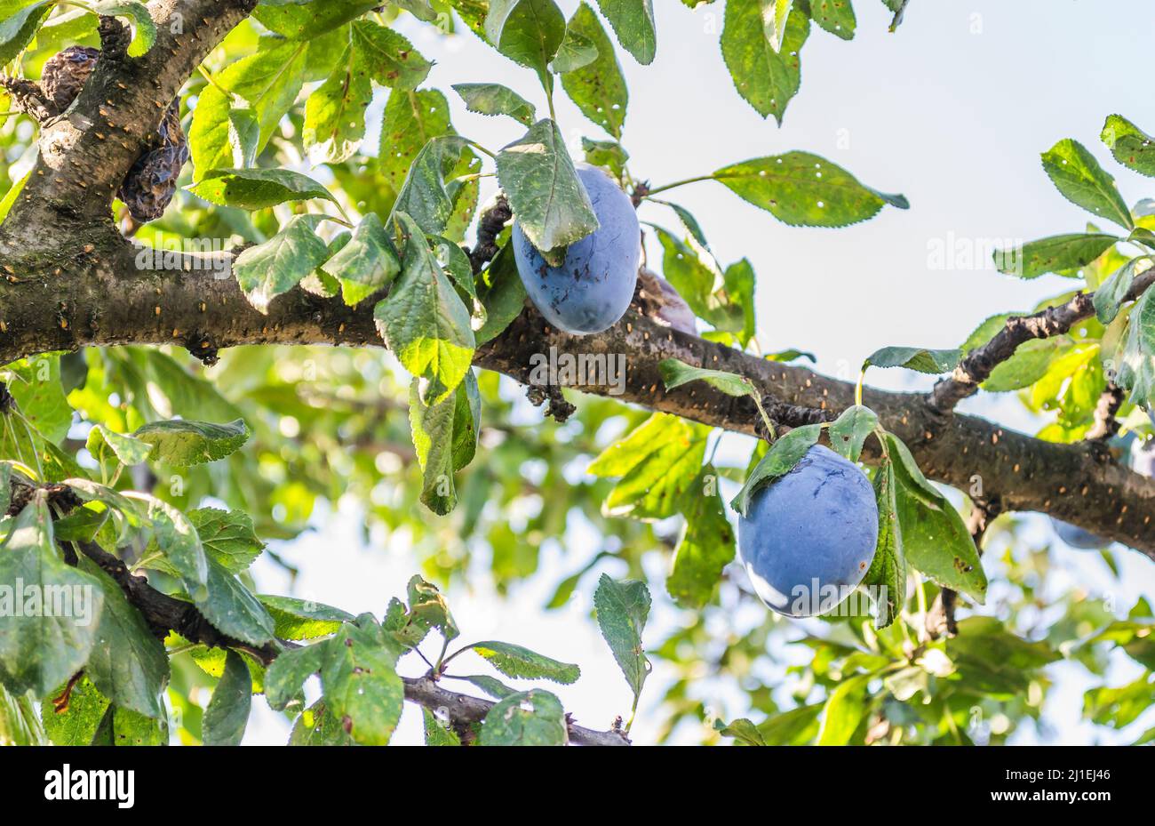 Fruits ripe plum on branches of a tree Stock Photo - Alamy