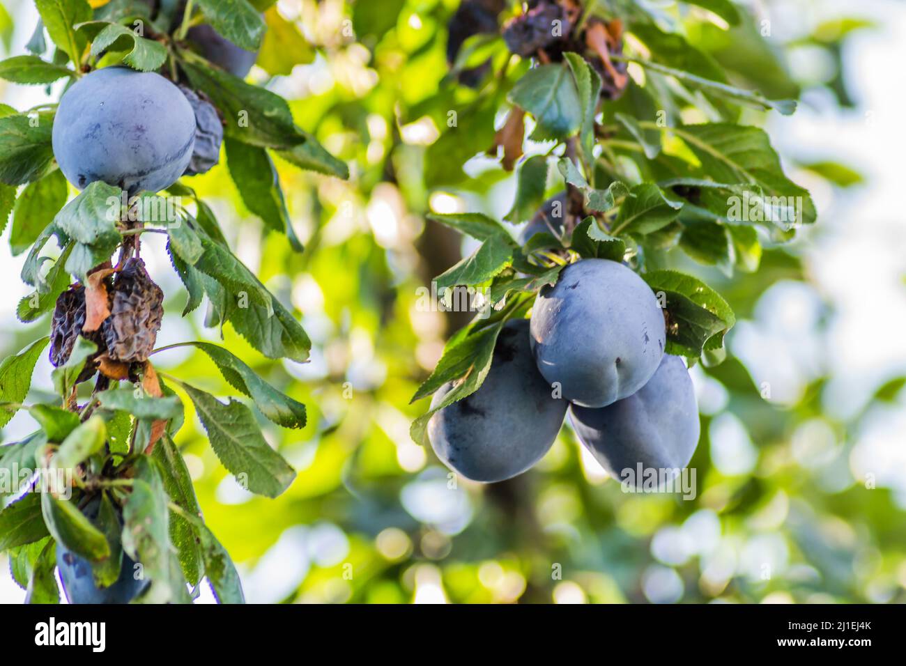Ripening plums prunus domestica hi-res stock photography and images - Alamy