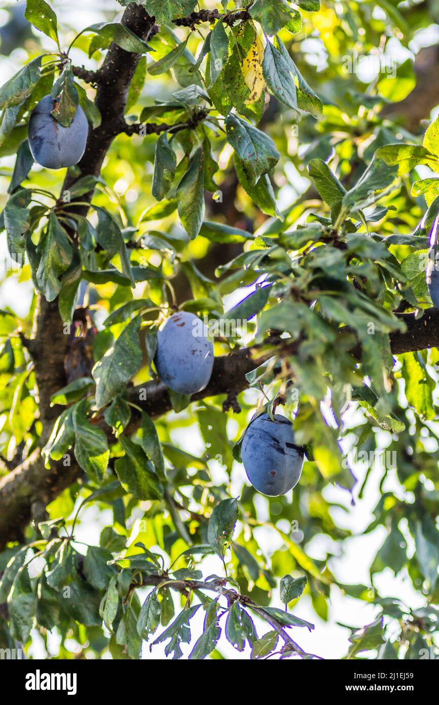 Fruits ripe plum on branches of a tree Stock Photo - Alamy