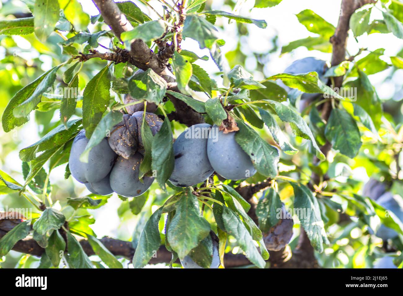 Plum tree autumn hi-res stock photography and images - Alamy