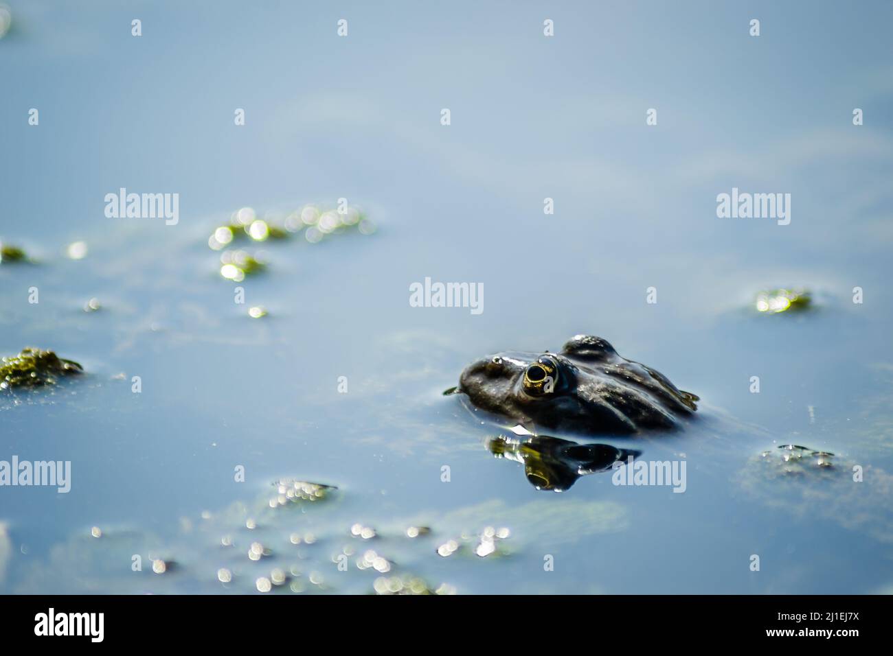 A green frog in swamp water in its natural environment Stock Photo - Alamy