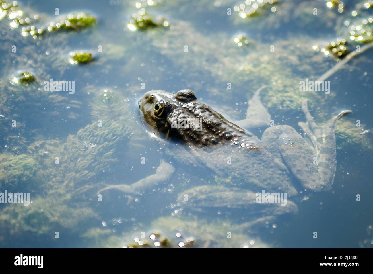 A green frog in swamp water in its natural environment Stock Photo - Alamy