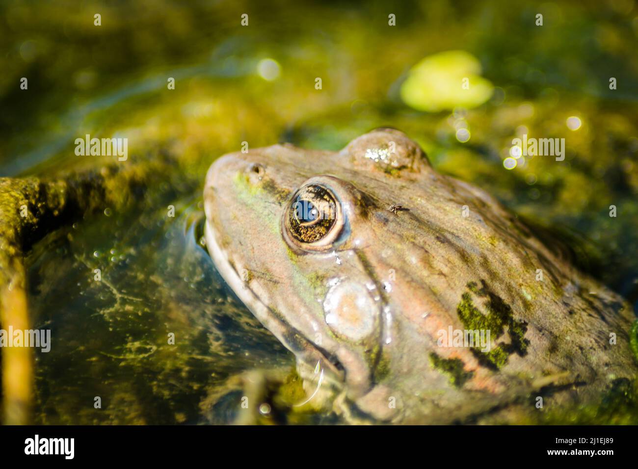 A green frog in swamp water in its natural environment Stock Photo - Alamy