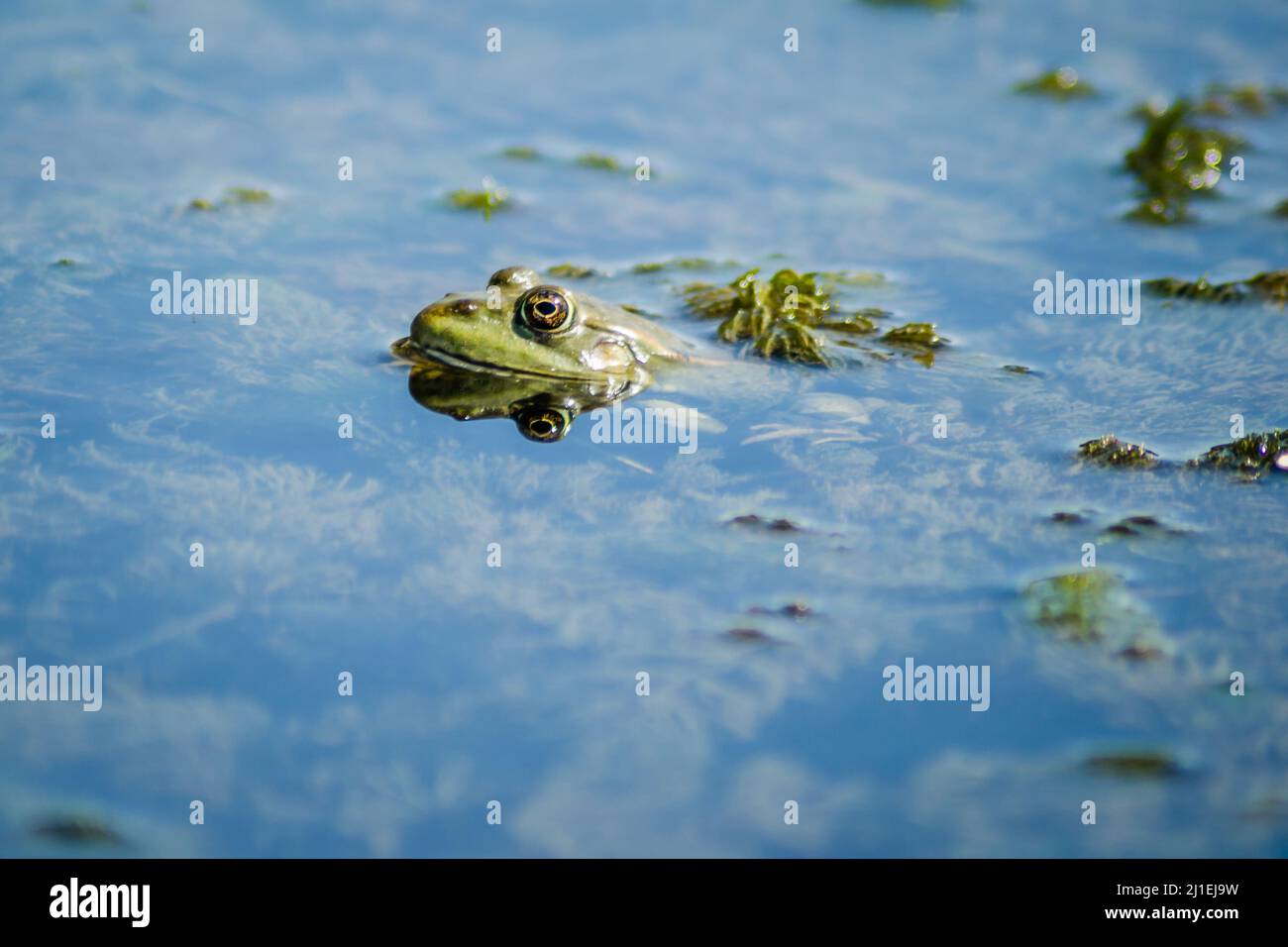 A green frog in swamp water in its natural environment Stock Photo - Alamy