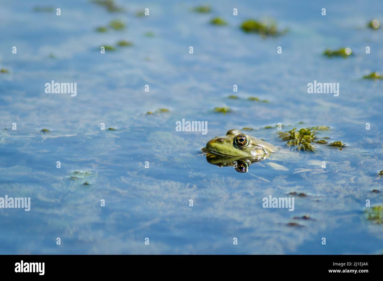Half frog creature hi-res stock photography and images - Alamy