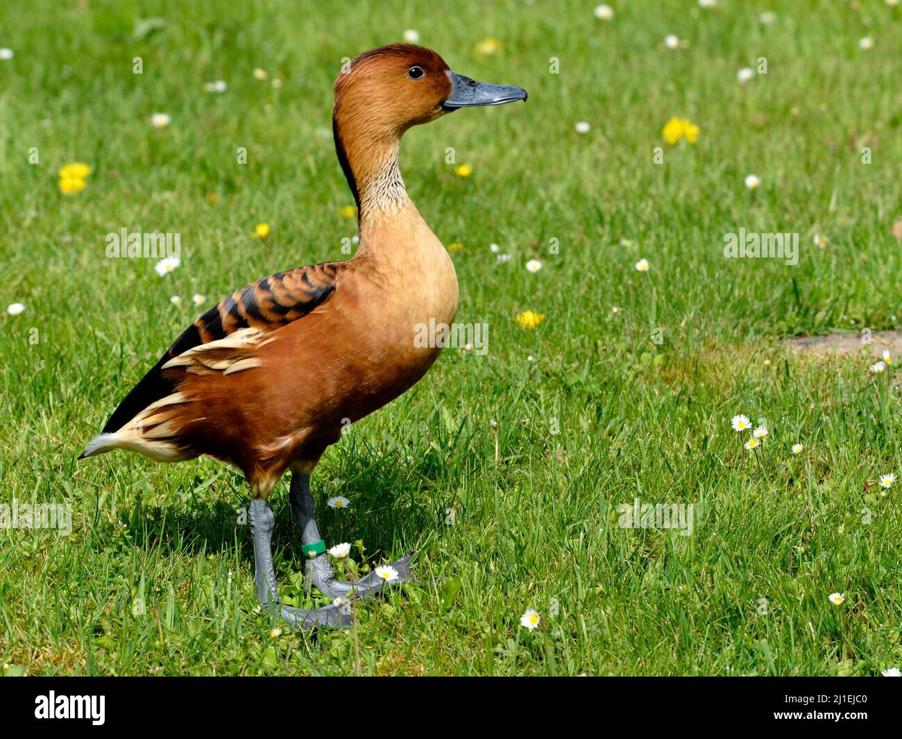 Dendrocygna bicolor hi-res stock photography and images - Alamy