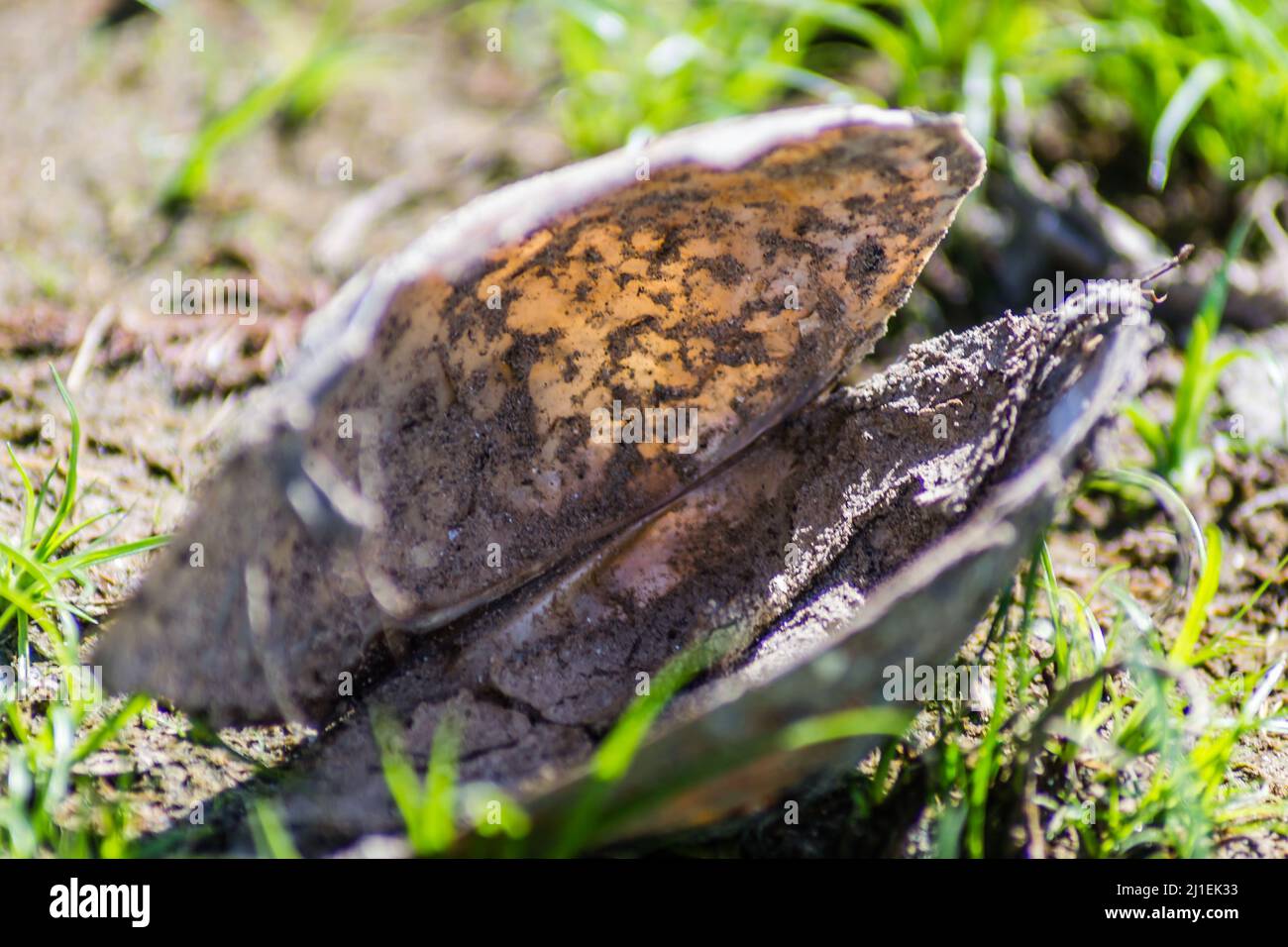 River shell sticking out of the water along the coast Stock Photo - Alamy