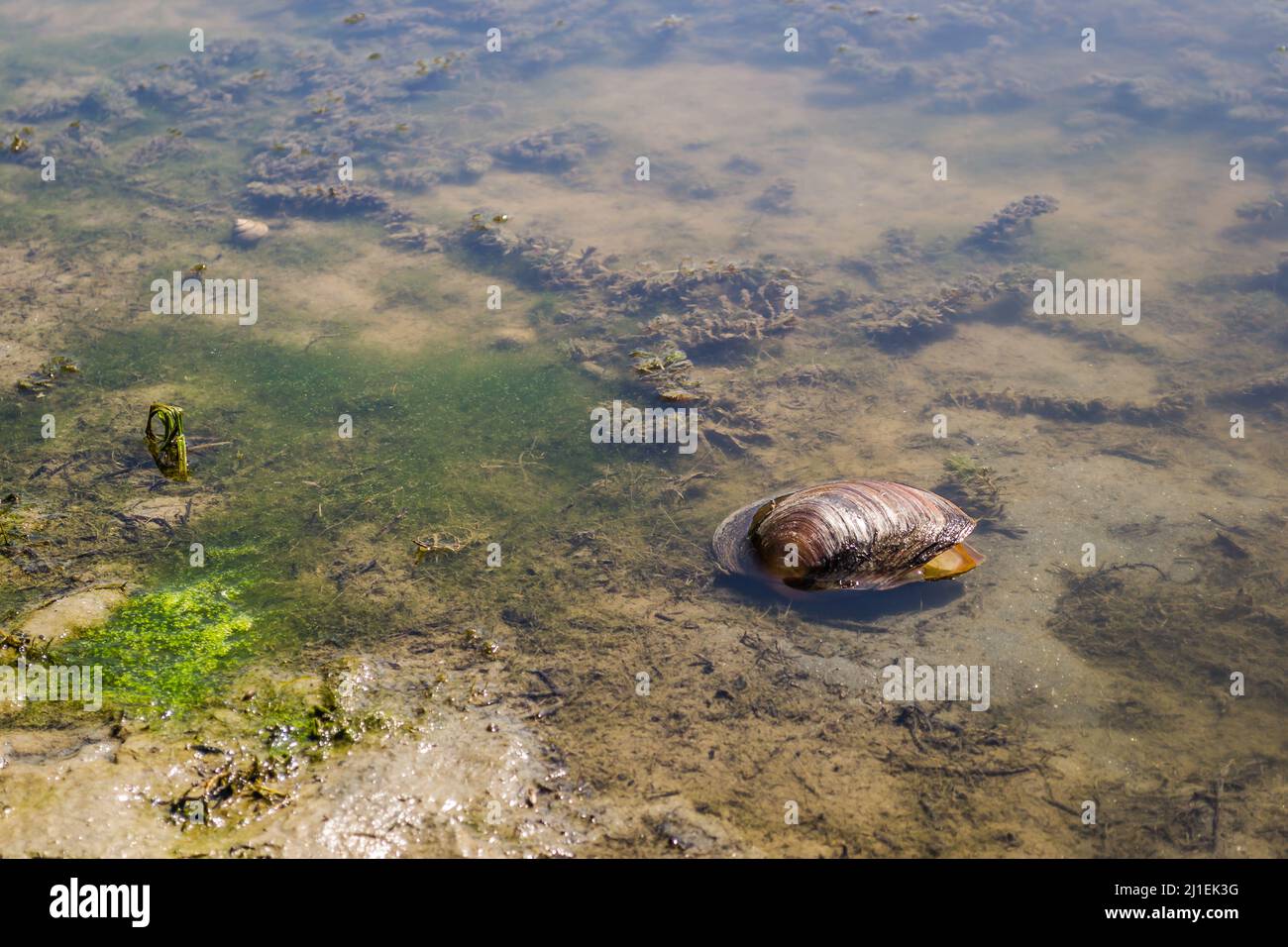 Potomac river wildlife hi-res stock photography and images - Alamy