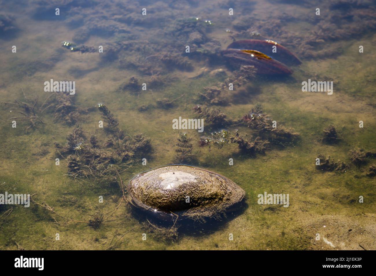Potomac river wildlife hi-res stock photography and images - Alamy