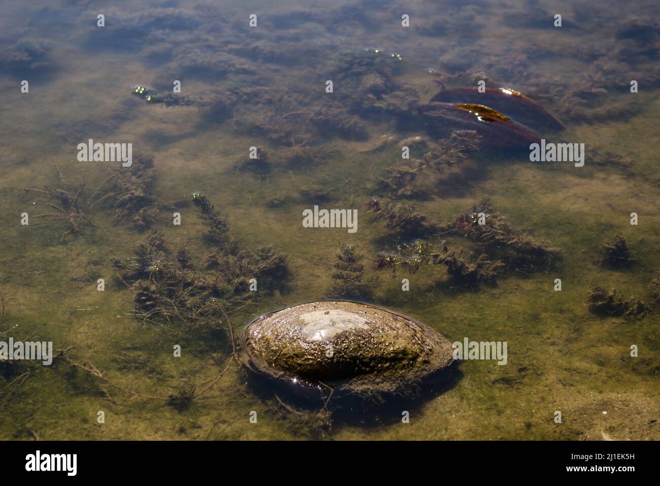 River shell sticking out of the water along the coast Stock Photo - Alamy