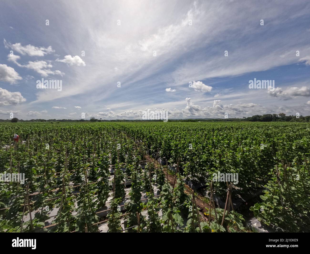 View of cucumber field in sunny day against background of bright blue ...