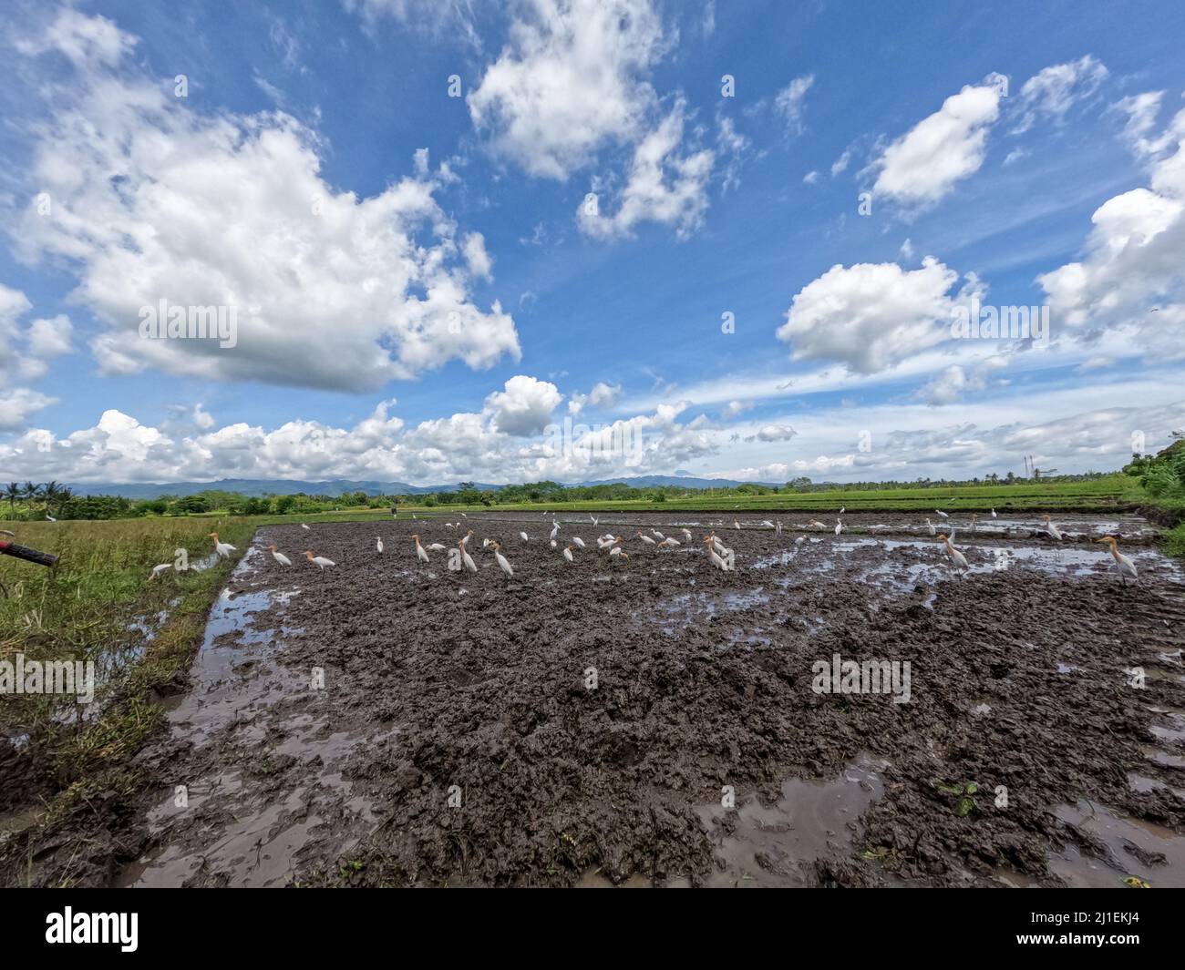 A flock of herons are looking for food in a rice field that is being ...