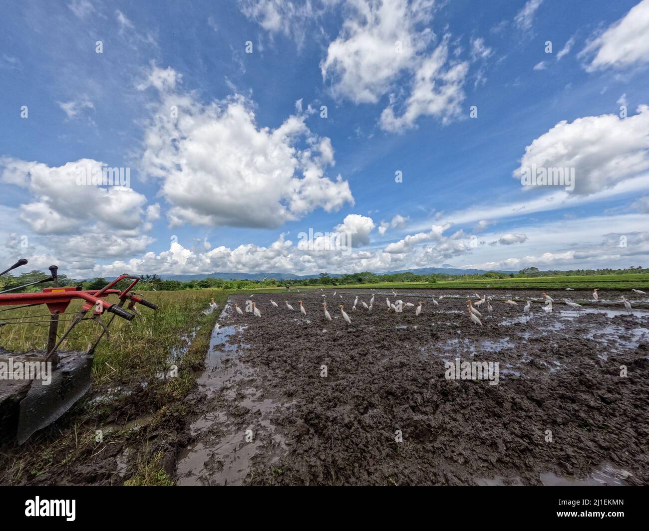 A flock of herons are looking for food in a rice field that is being ...