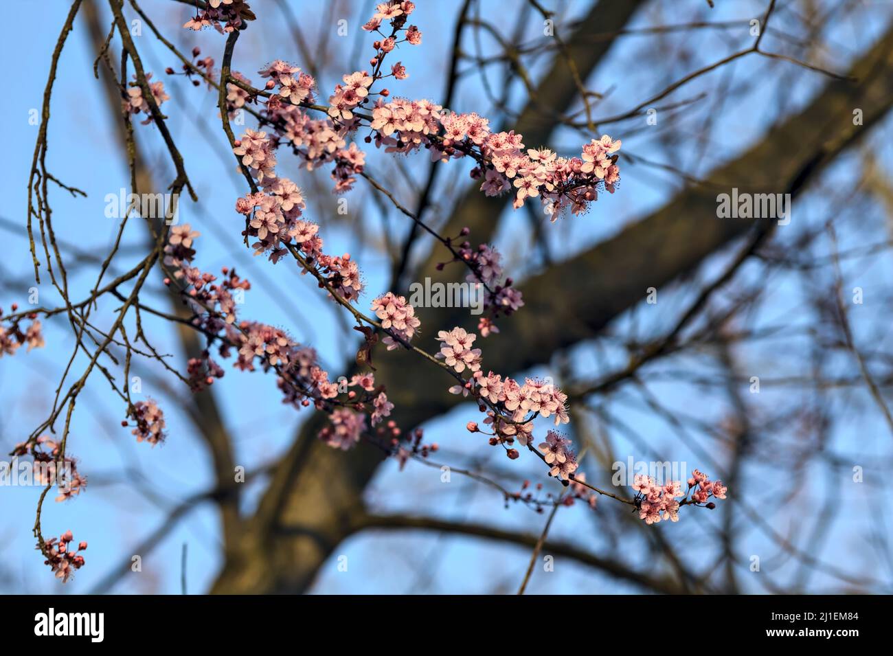 Cherry tree branch in bloom with the sky as background seen up close ...