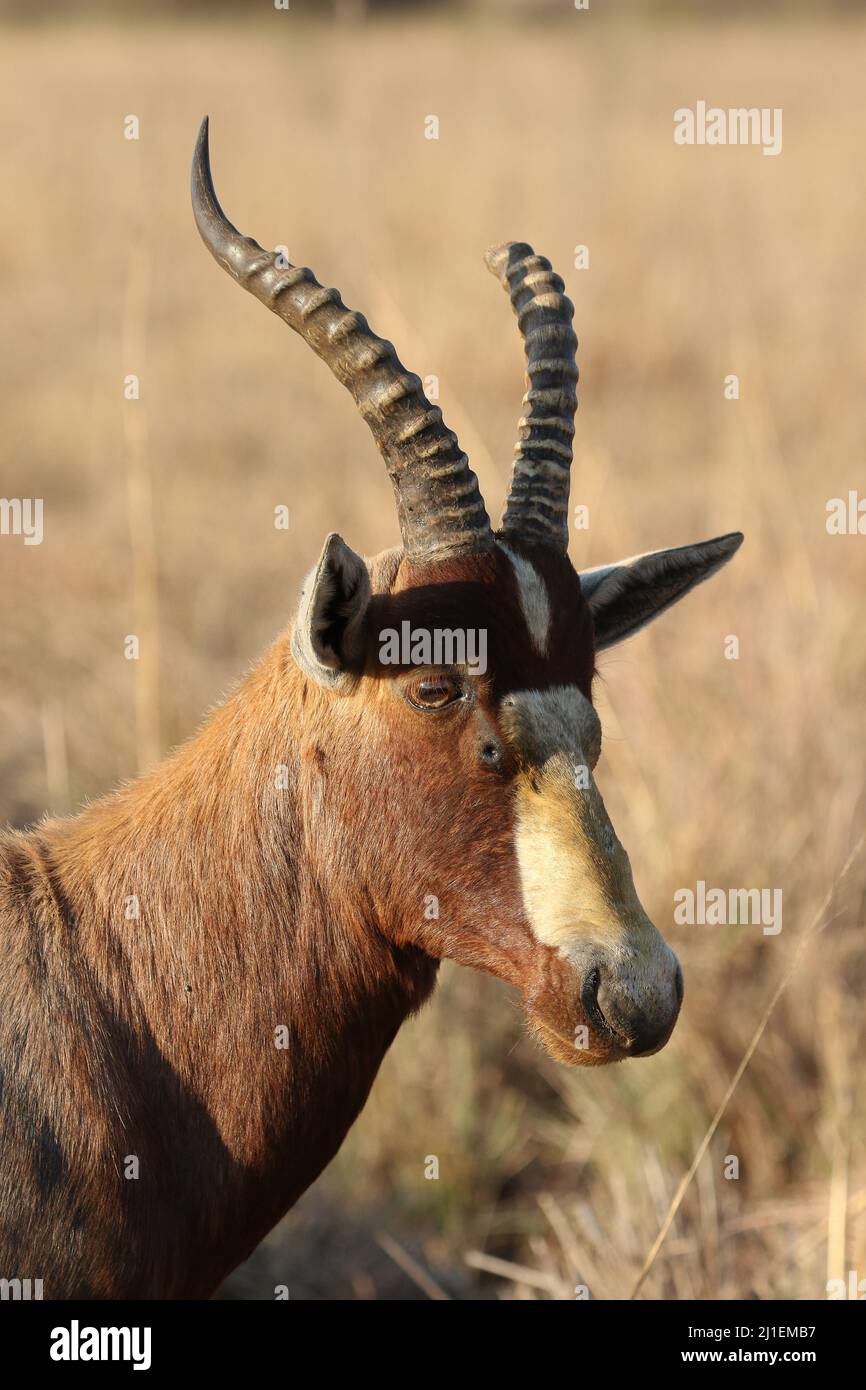 Blesbok ram, Mountain Zebra National Park Stock Photo - Alamy