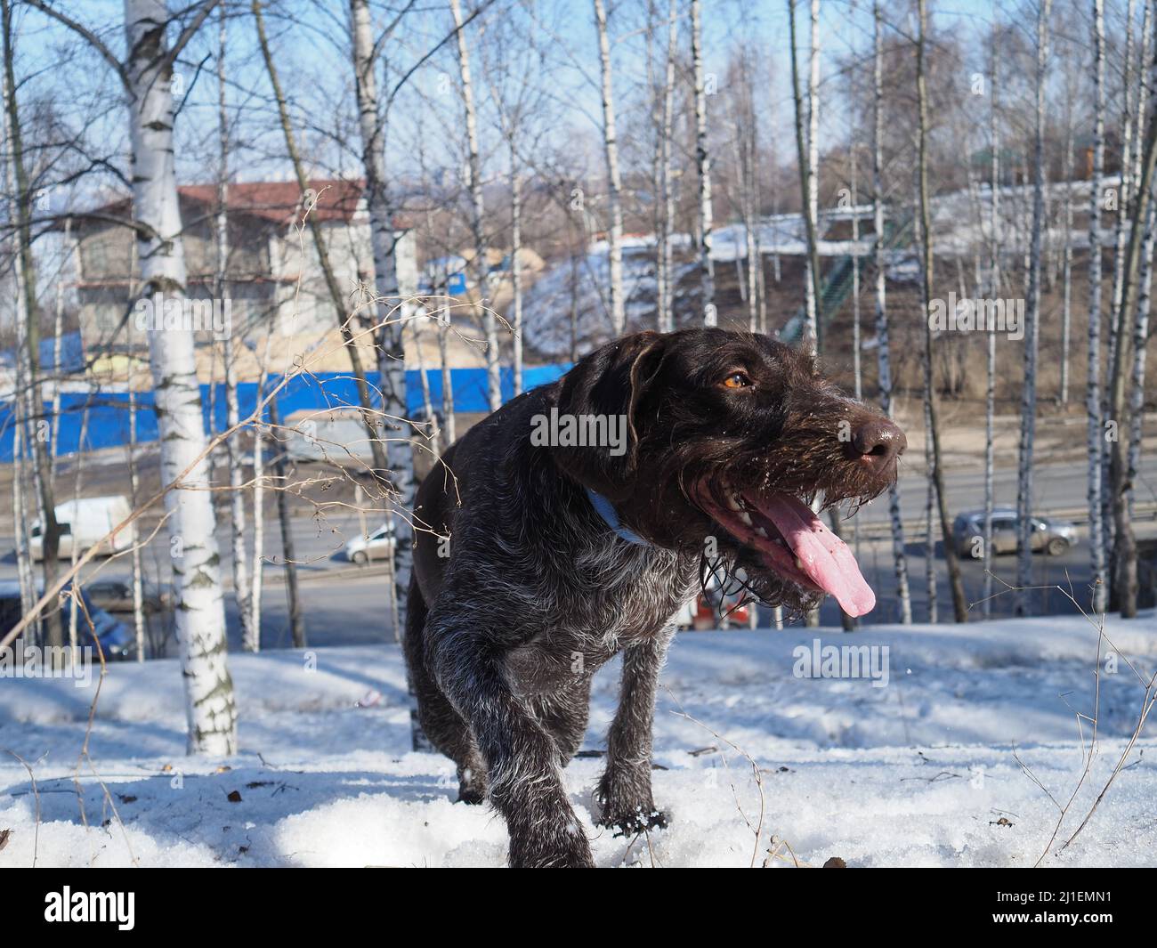 German hunting dog. German Drathar in winter outdoors in the forest or ...