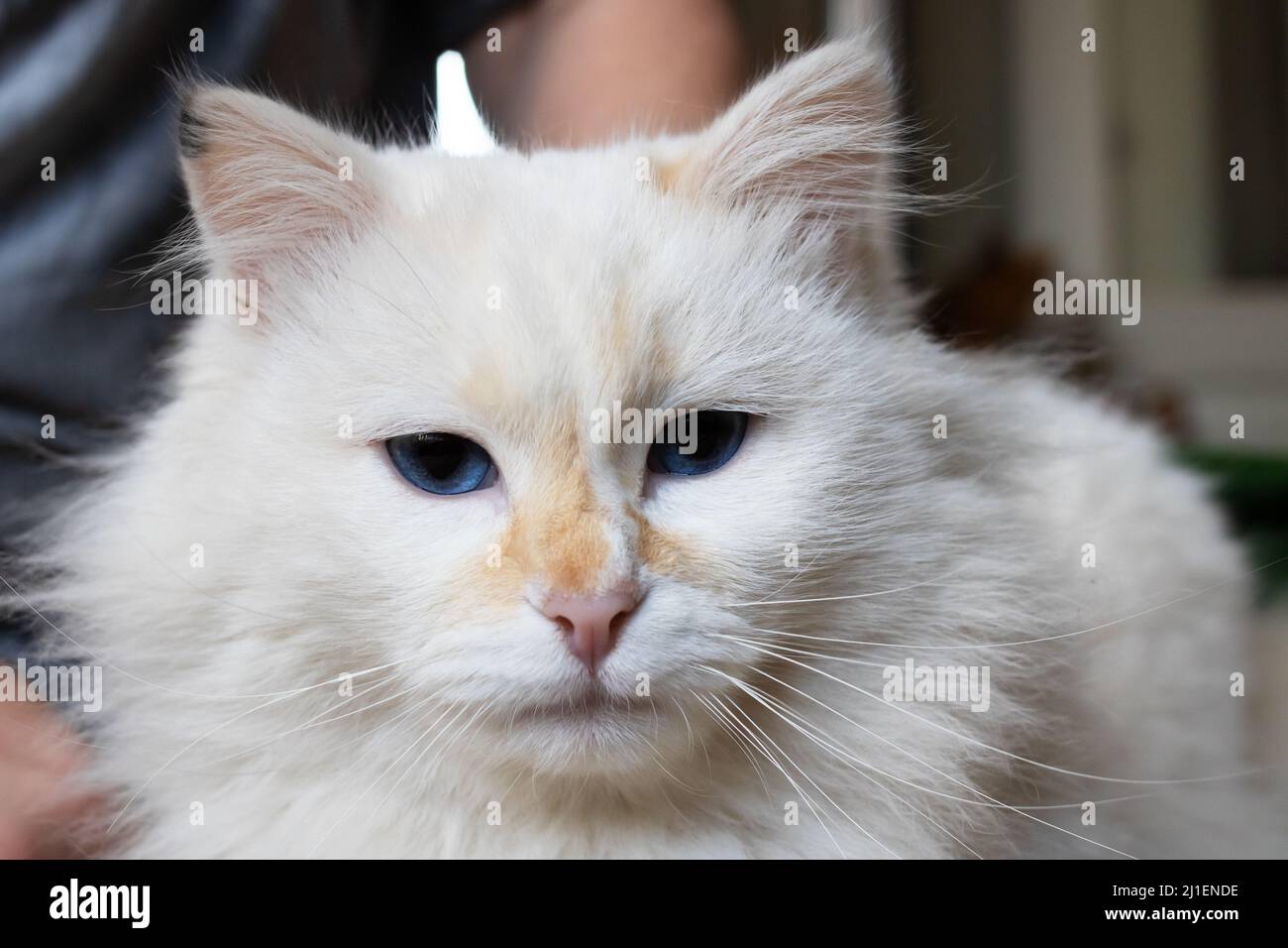 Angora blue hi-res stock photography and images - Alamy