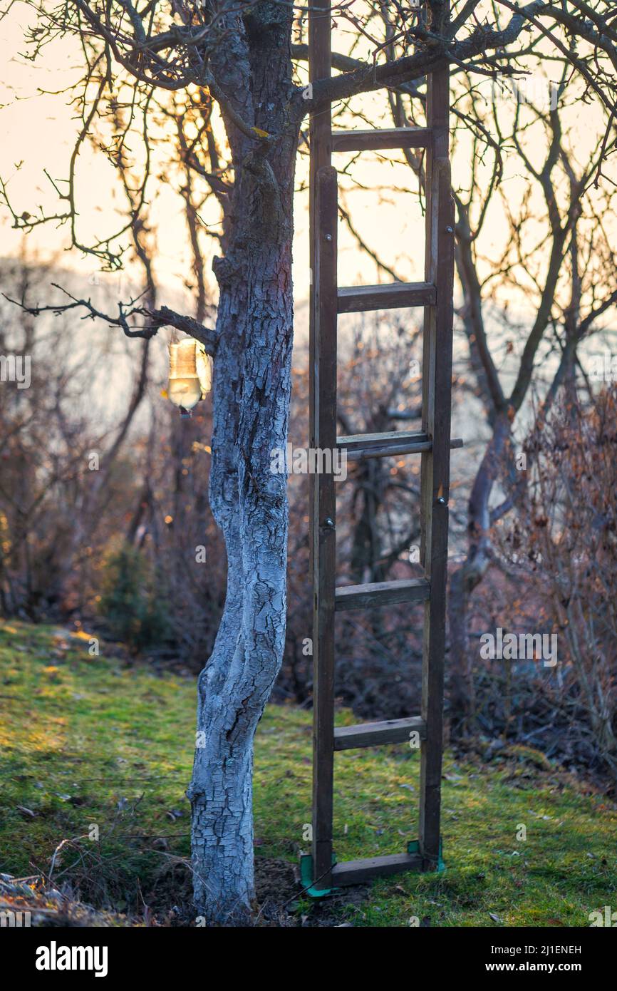 Wooden ladder leaning on a fruit tree in the garden Stock Photo - Alamy