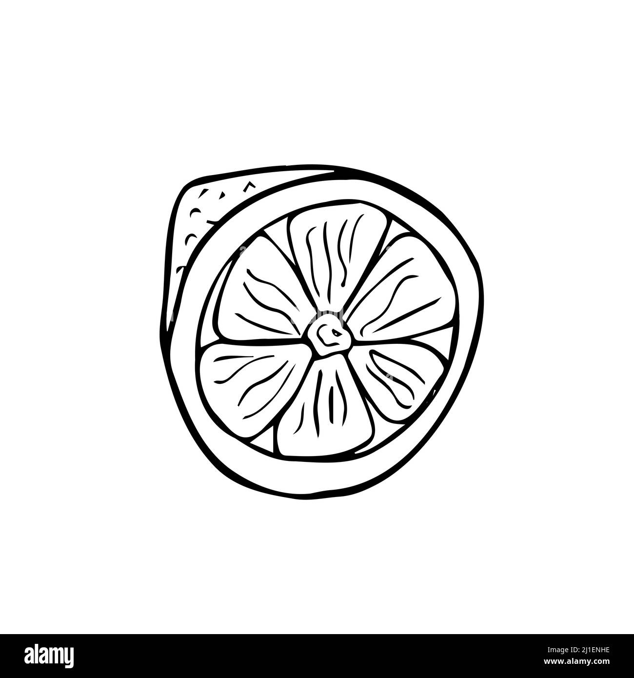 Slice of lemon black line drawn on a white background. Vector drawing ...