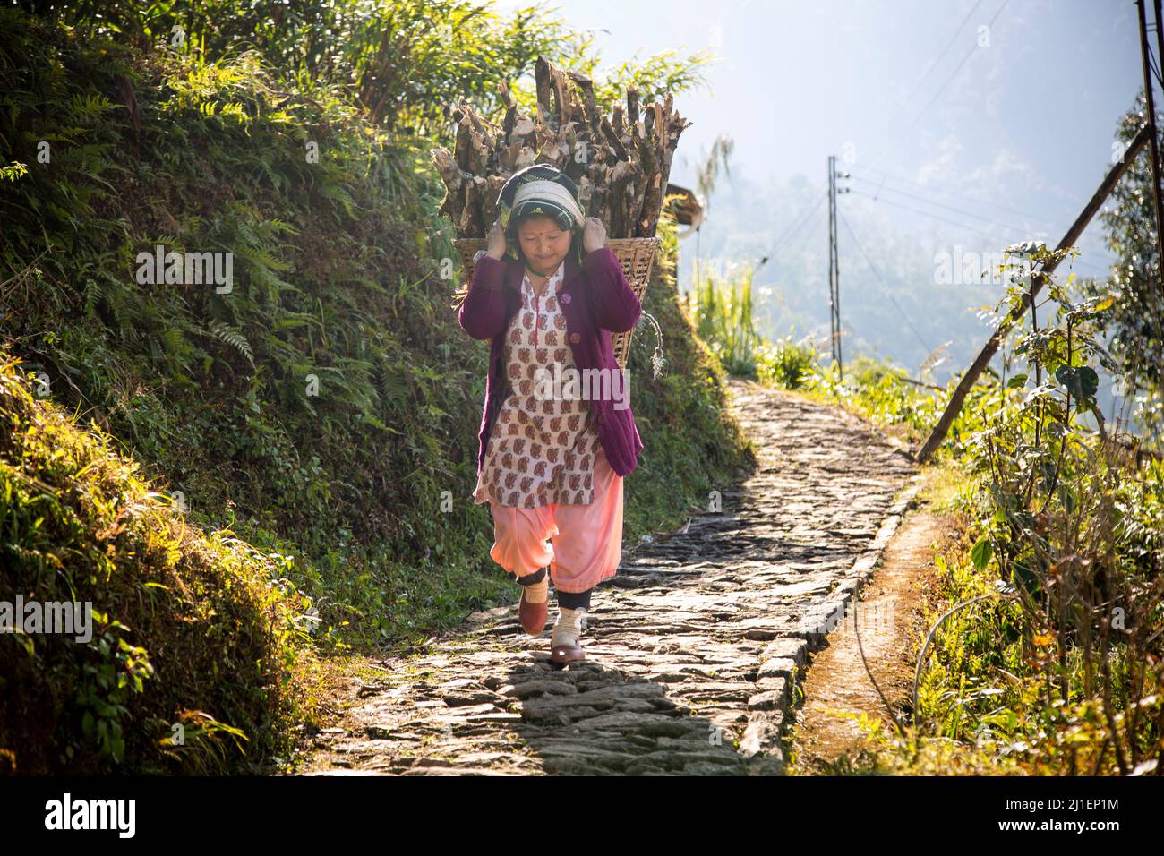 View of a female labourer carrying wood in a basket on her back in the ...