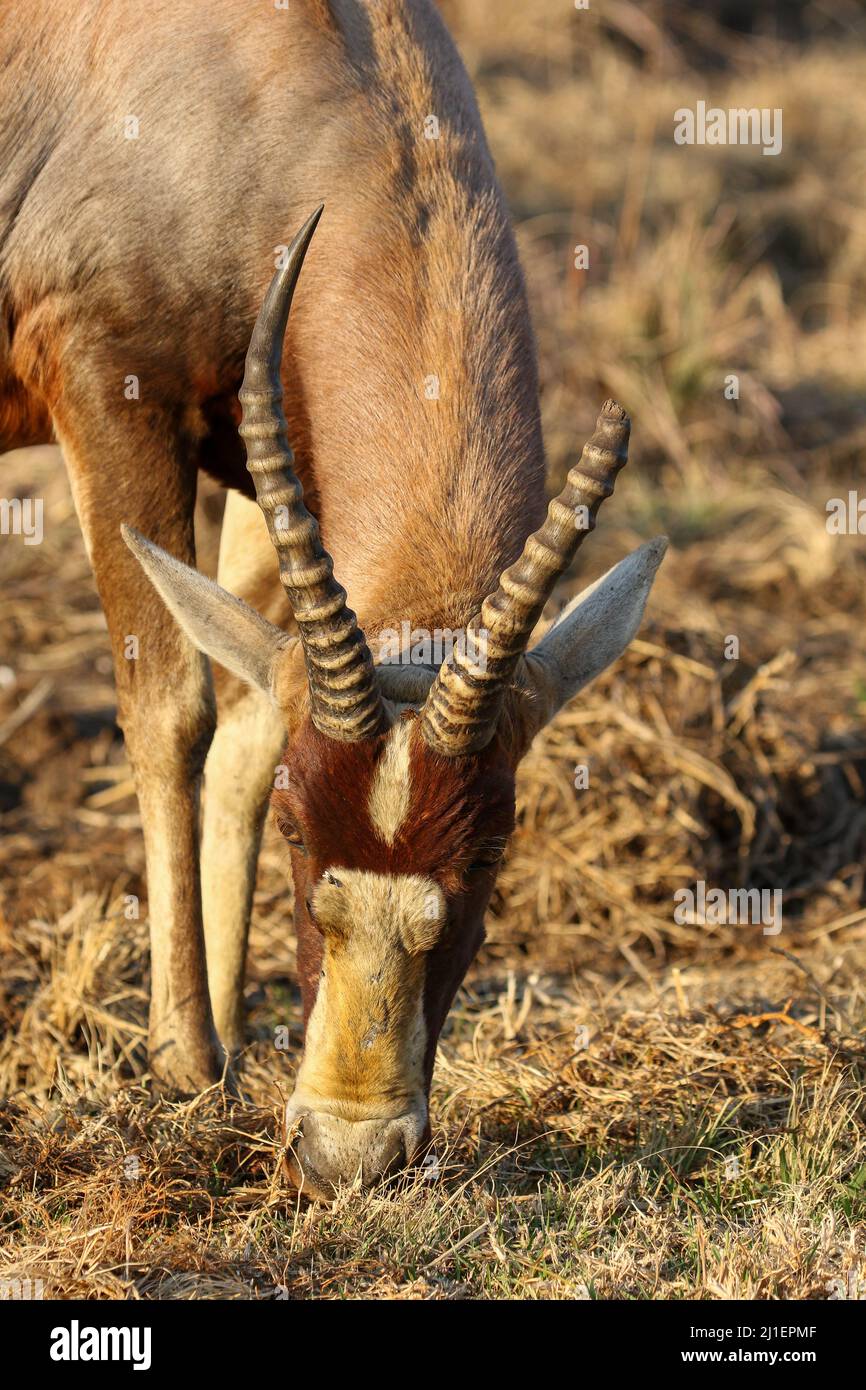 Blesbok ram, Mountain Zebra National Park Stock Photo - Alamy