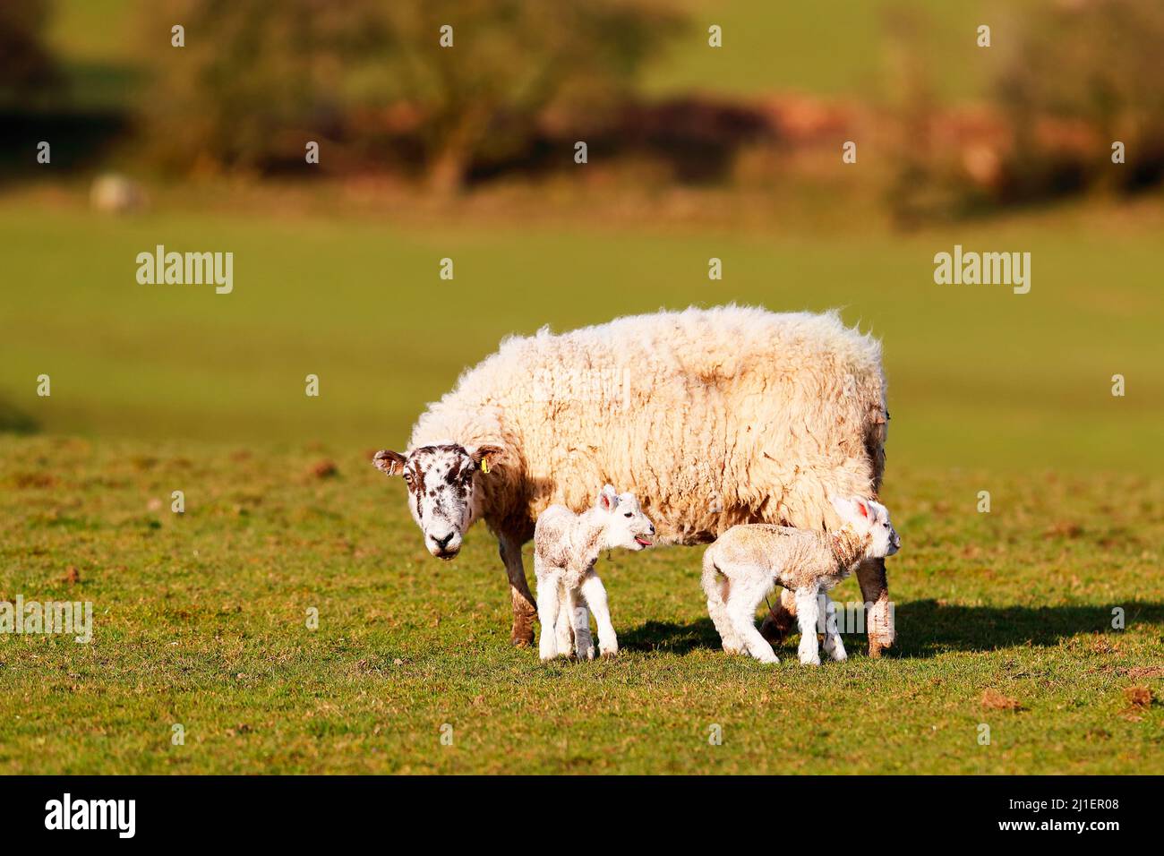 Sheep with new born twins in Nidderdale North Yorkshire Stock Photo - Alamy
