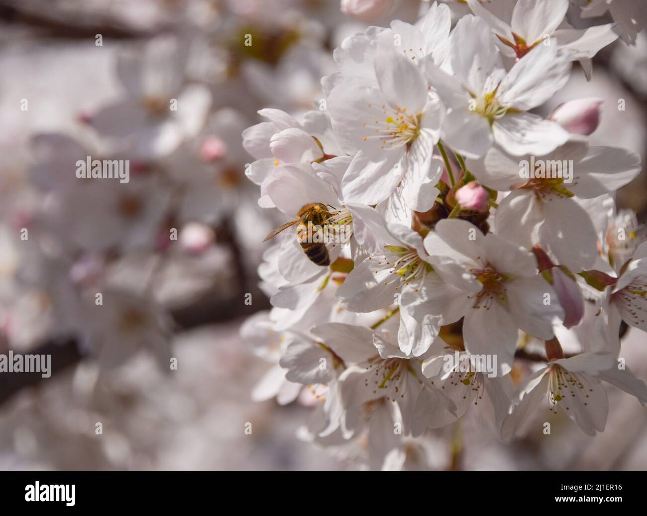 Bee cherry tree pollinator uk hi-res stock photography and images - Alamy
