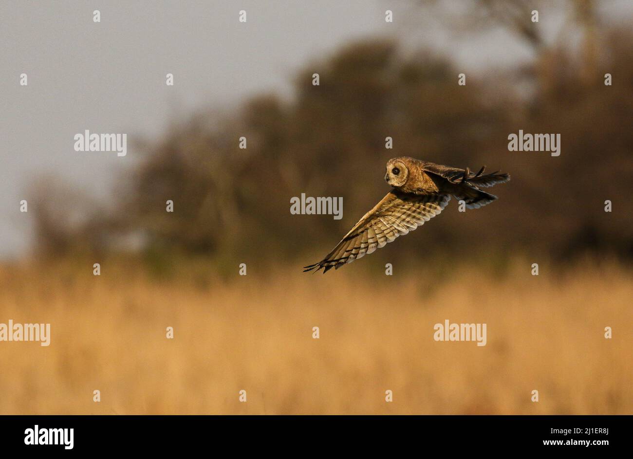 Hunting Marsh Owl, Kruger National Park Stock Photo - Alamy
