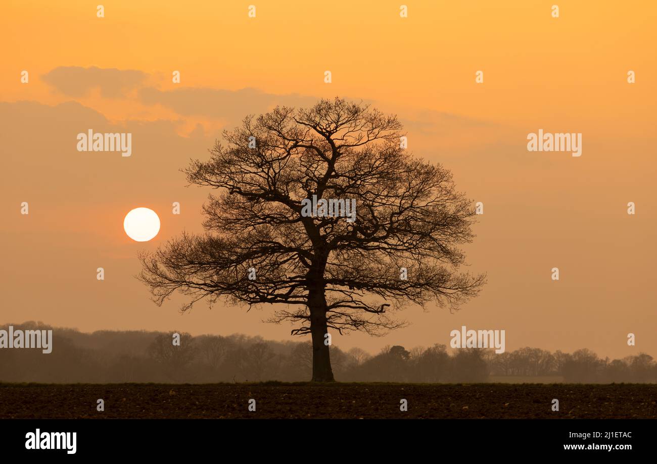 Solitary oak tree in early spring shortly before sunset. UK Stock Photo ...