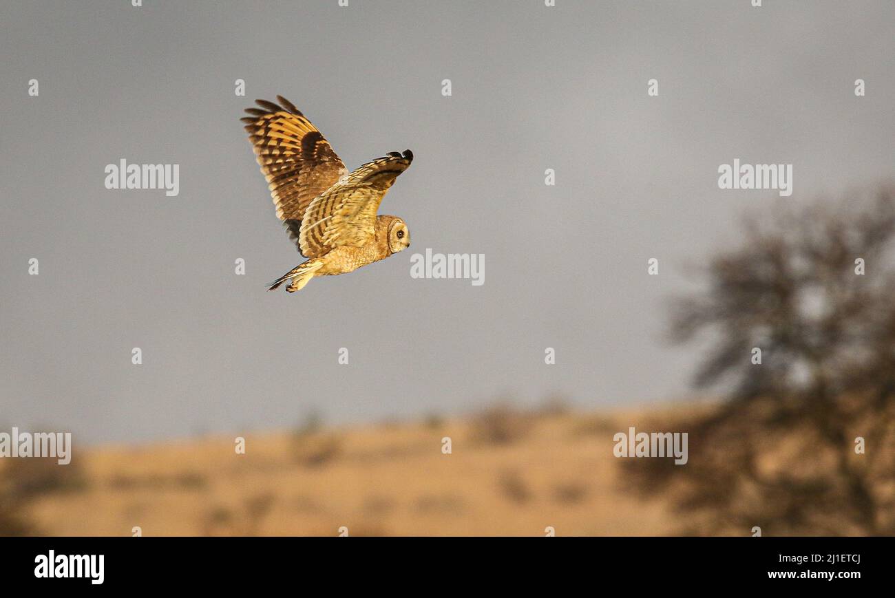 Hunting Marsh Owl, Kruger National Park Stock Photo - Alamy