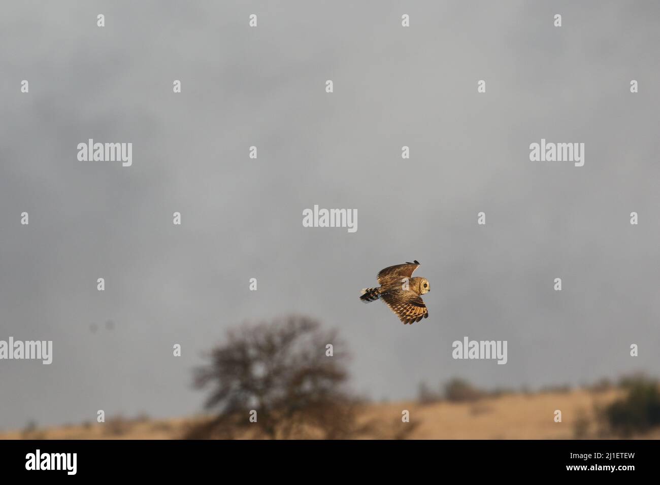 Hunting Marsh Owl, Kruger National Park Stock Photo - Alamy