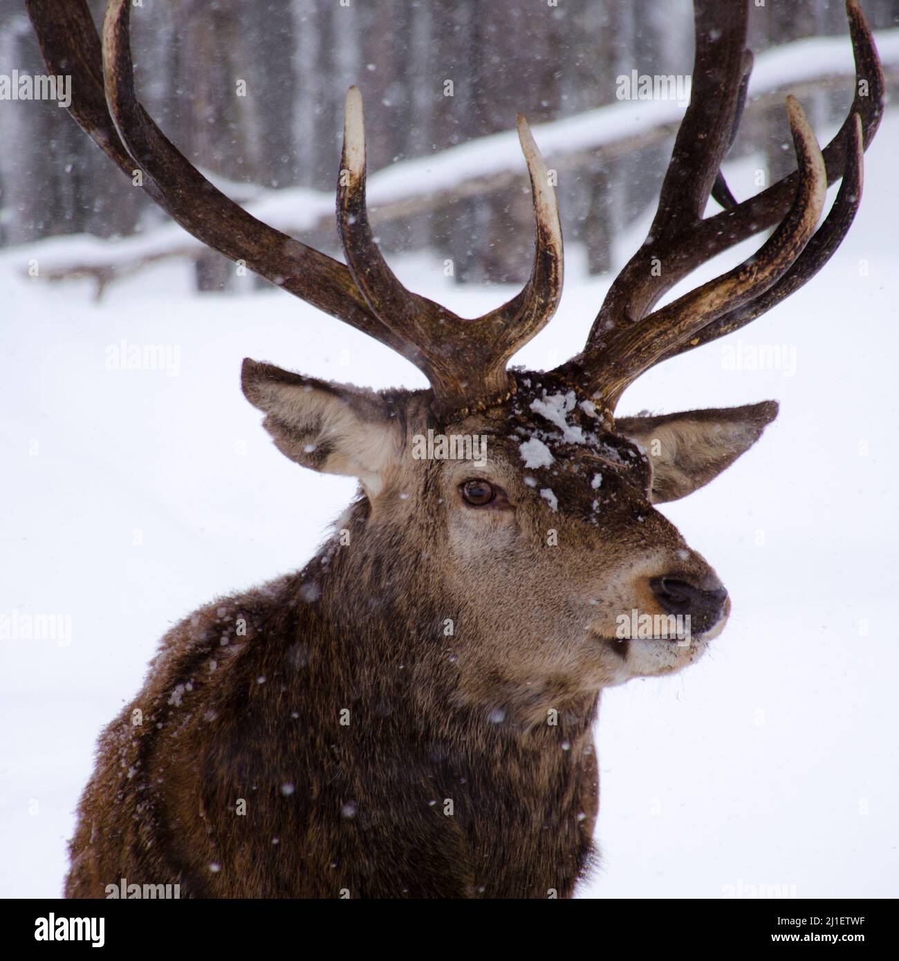 Deer portrait under snow Stock Photo - Alamy