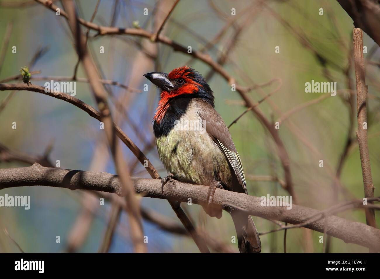 Black-collared Barbet, Kruger National Park Stock Photo - Alamy