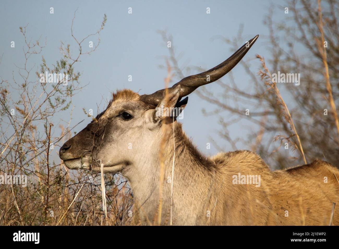 Large male bull eland hi-res stock photography and images - Alamy
