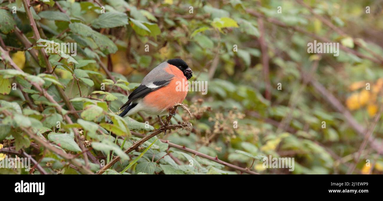Bullfinch flying uk hi-res stock photography and images - Alamy