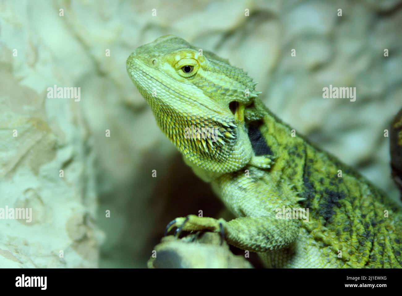 Bearded Dragon Genus Pogona Reptile Stock Photo - Alamy