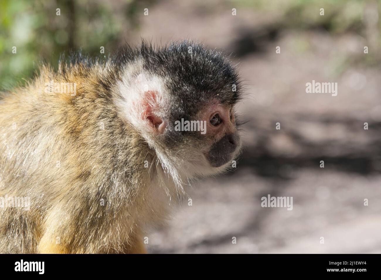 Monkey apes primates squirrel hi-res stock photography and images - Alamy