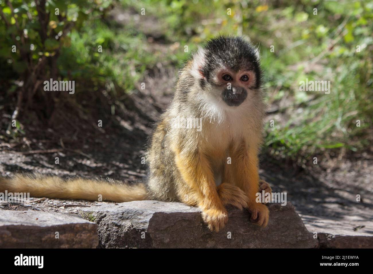 Feline lemur hi-res stock photography and images - Alamy