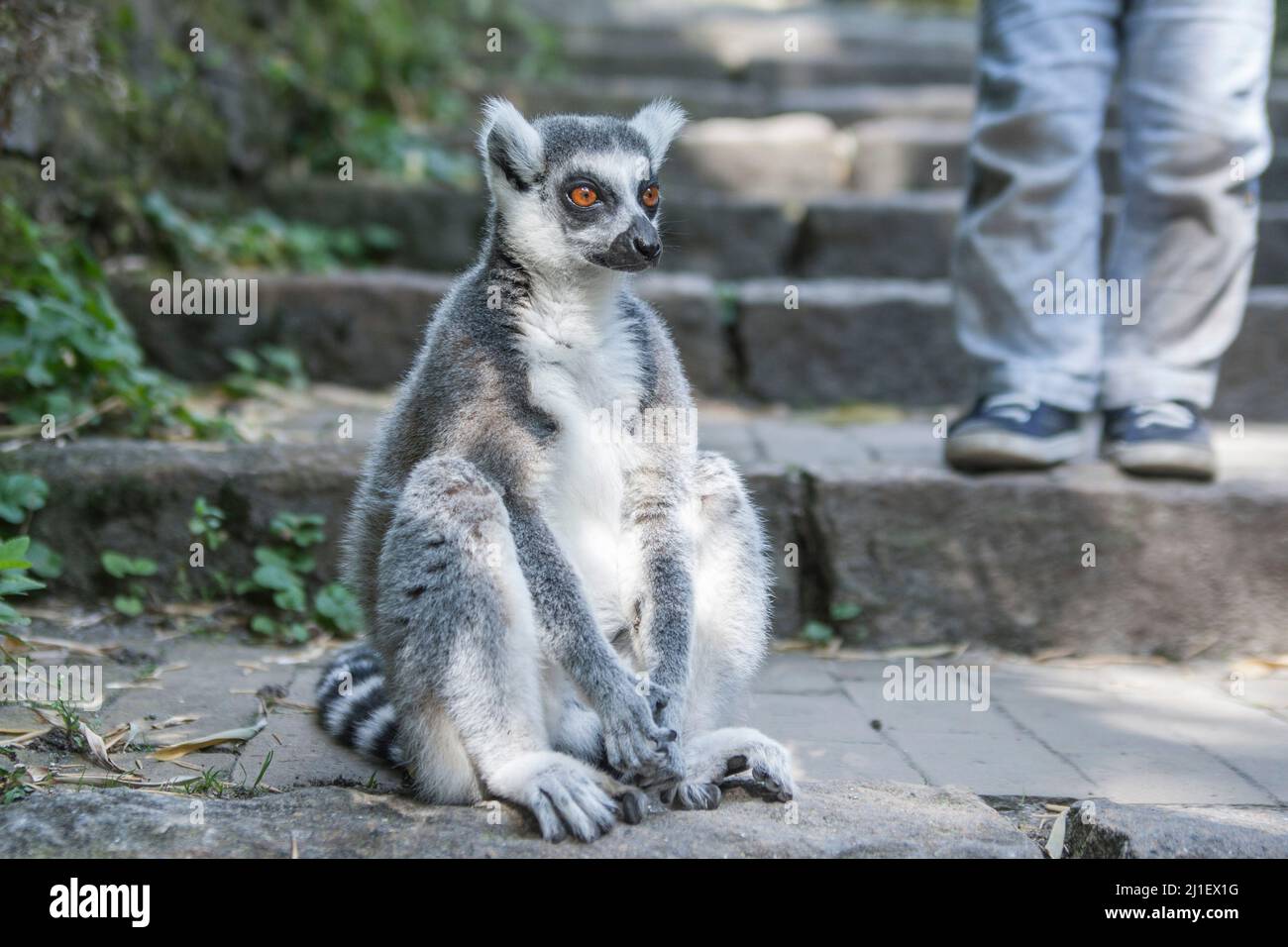 Primates, Squirrel Monkeys and Lemurs Stock Photo - Alamy