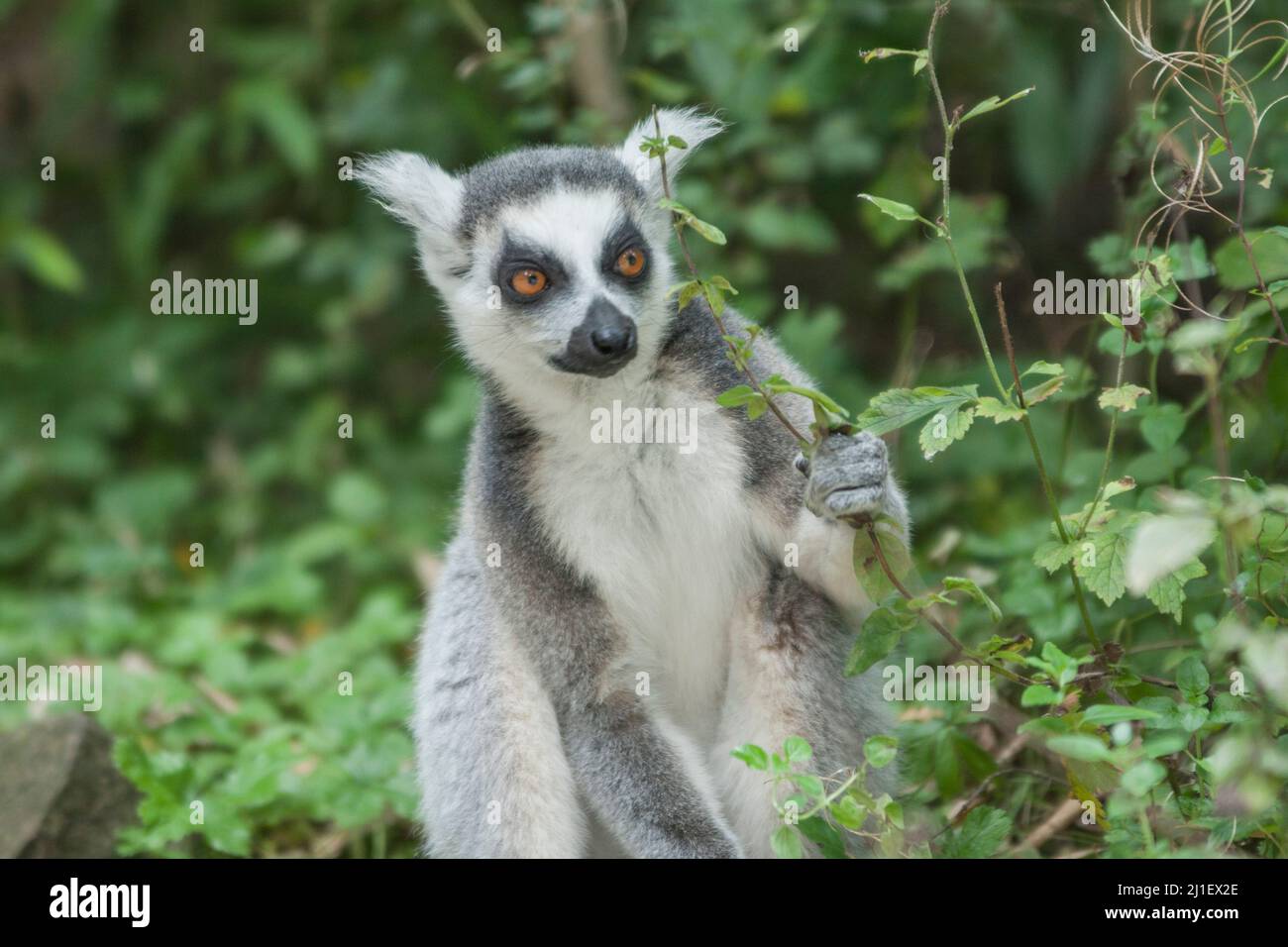 Monkey apes primates squirrel hi-res stock photography and images - Alamy
