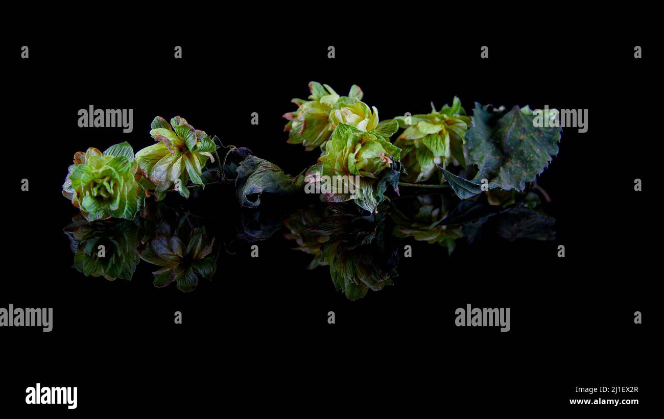 Hop flowers on a black background. Hop flower for beer production ...