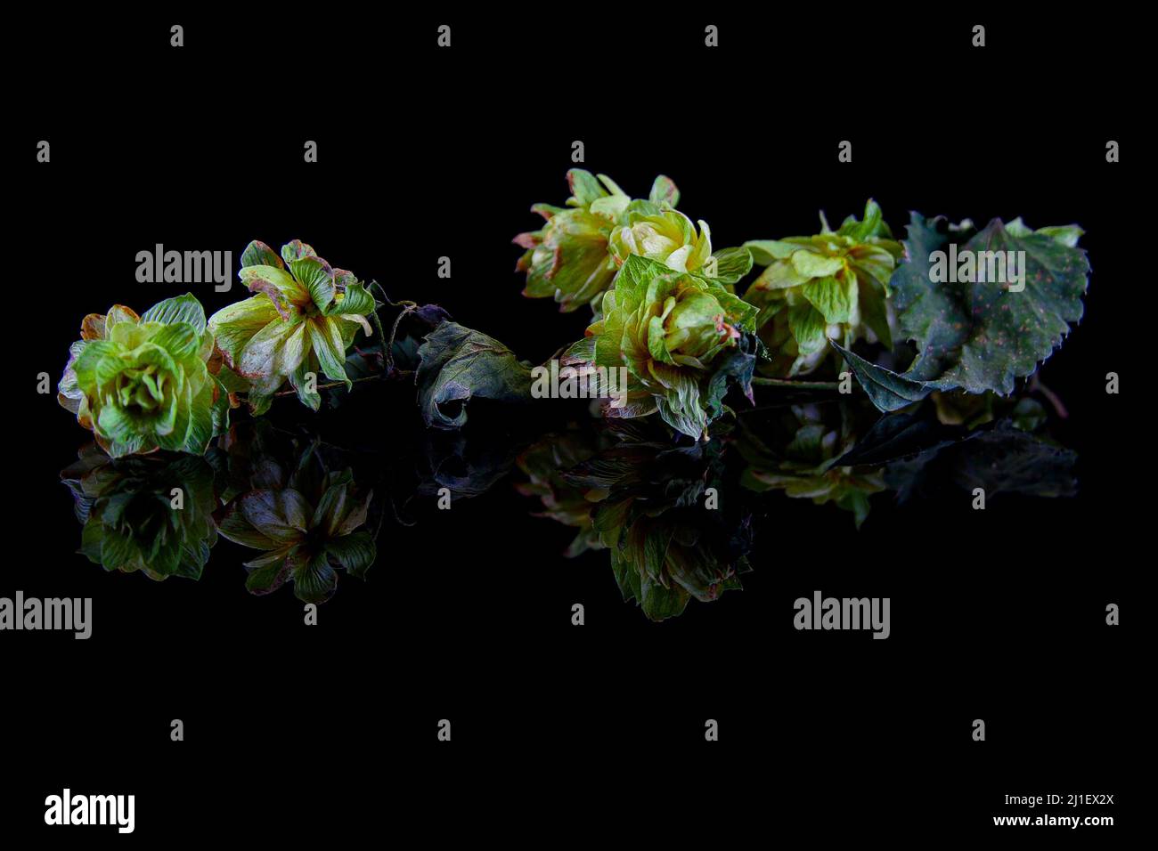 Hop flowers on a black background. Hop flower for beer production ...